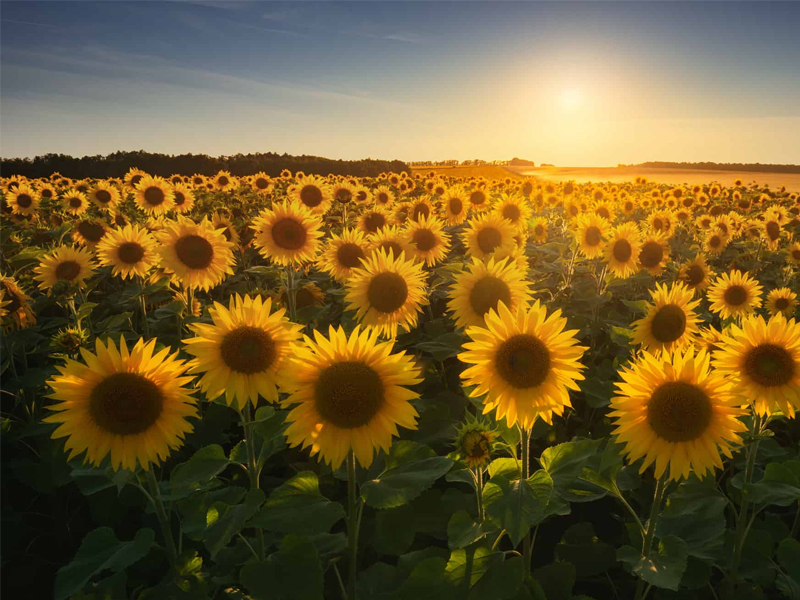 世上最神奇的 20 句話 (BOLDBOX)