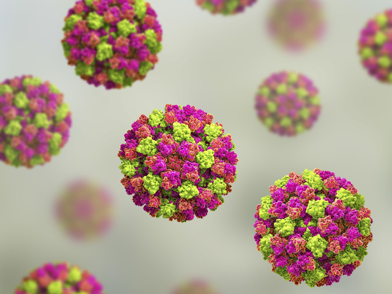 S: 近期高發！這種病毒沒有疫苗，傳染性卻很強 (BOLDBOX)